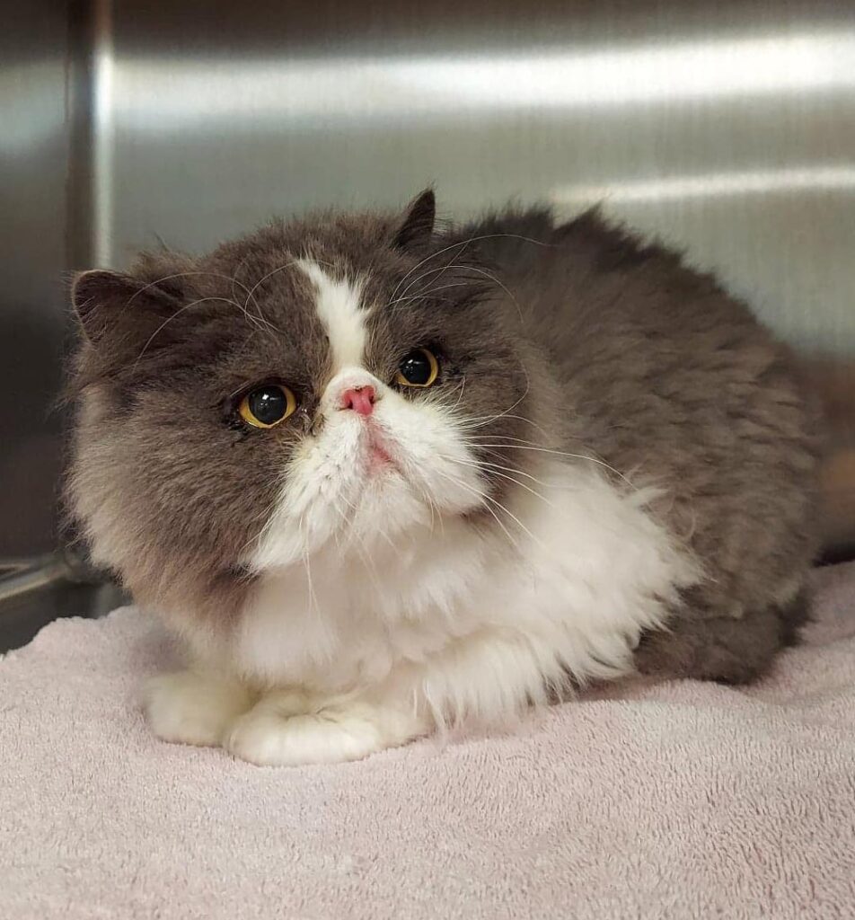 Resources for Stray Animals in Ann Arbor, MI | Ann Arbor Animal Hospital