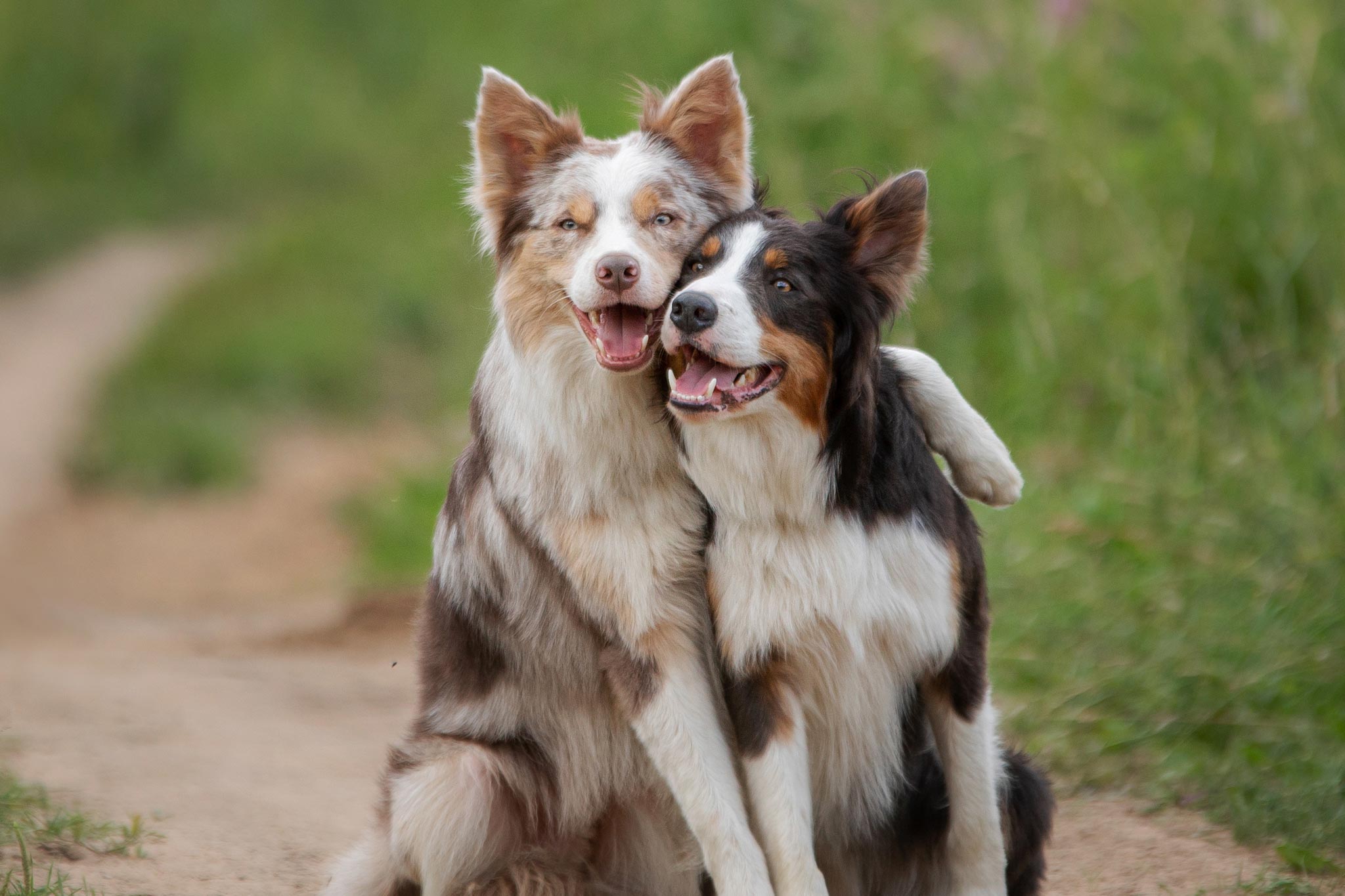 Thank You | Ann Arbor Animal Hospital Thank You | Ann Arbor Animal Hospital